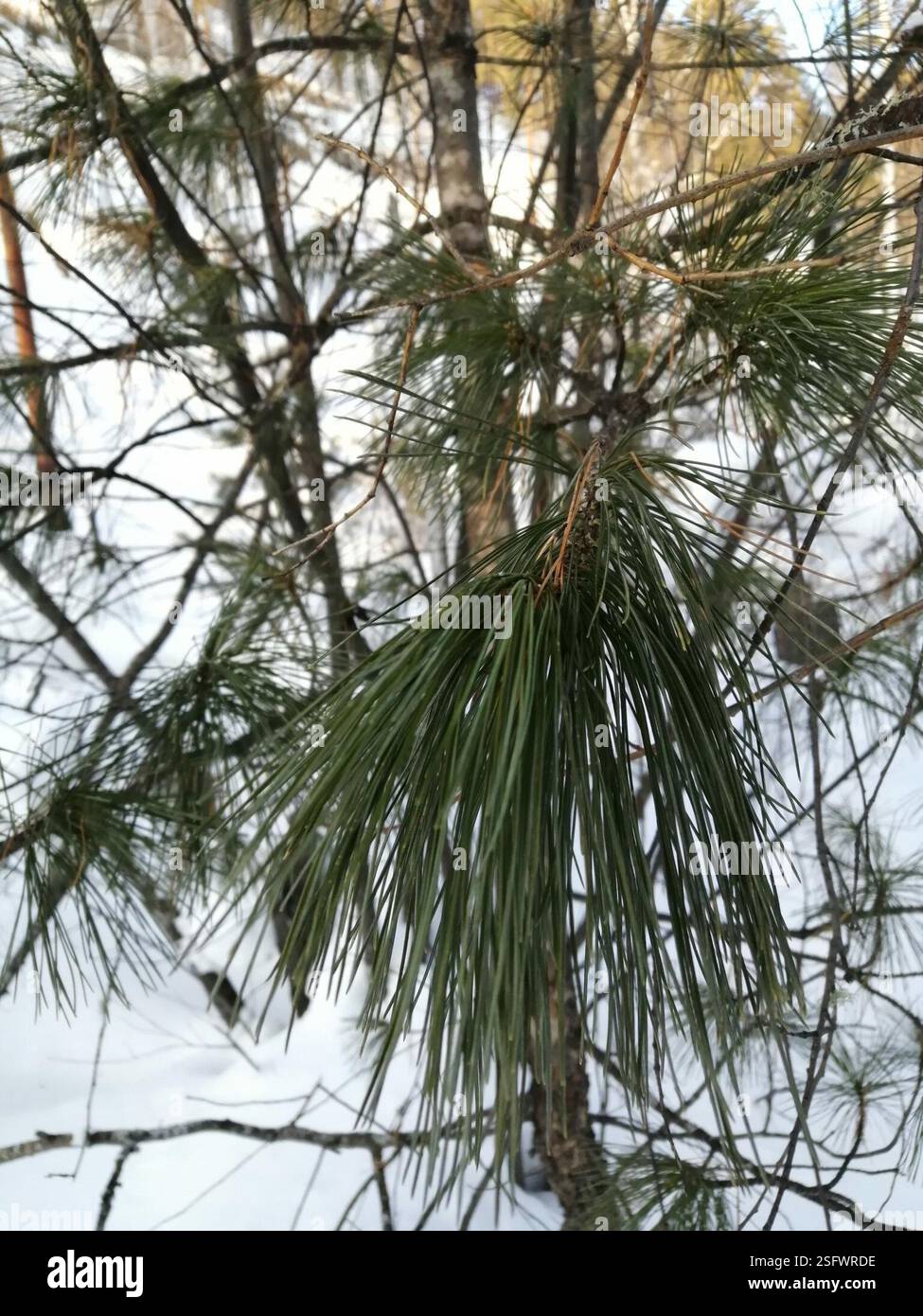 Siberian pine (Pinus sibirica), Plantae, Иркутская обл., Россия, 665490 ...