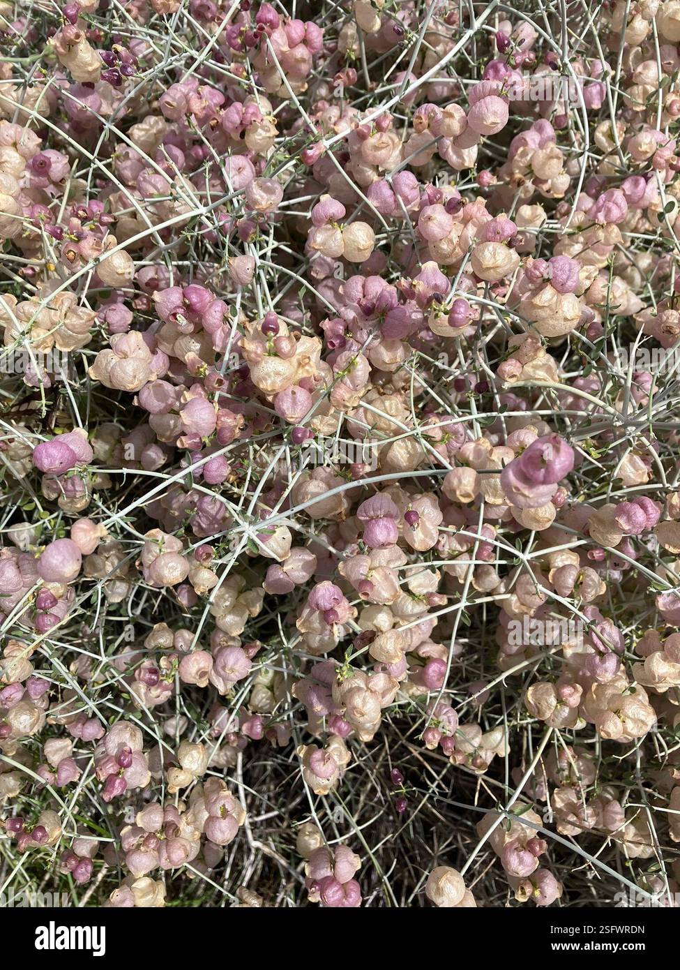 Paperbag Bush (Scutellaria mexicana), Plantae, Mojave National Preserve ...
