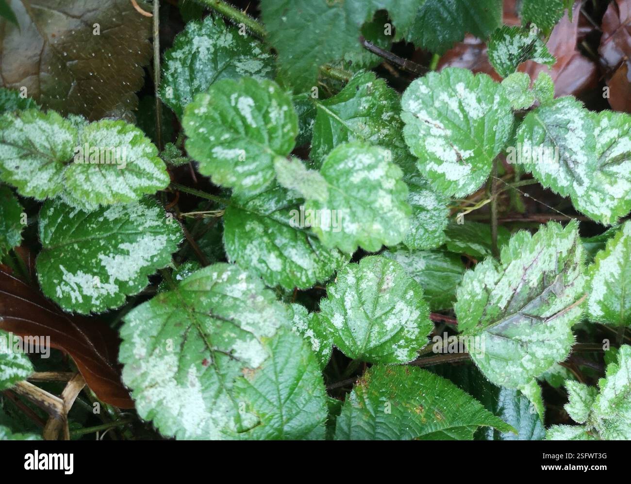 Variegated Yellow Archangel (Lamium galeobdolon argentatum), Plantae ...