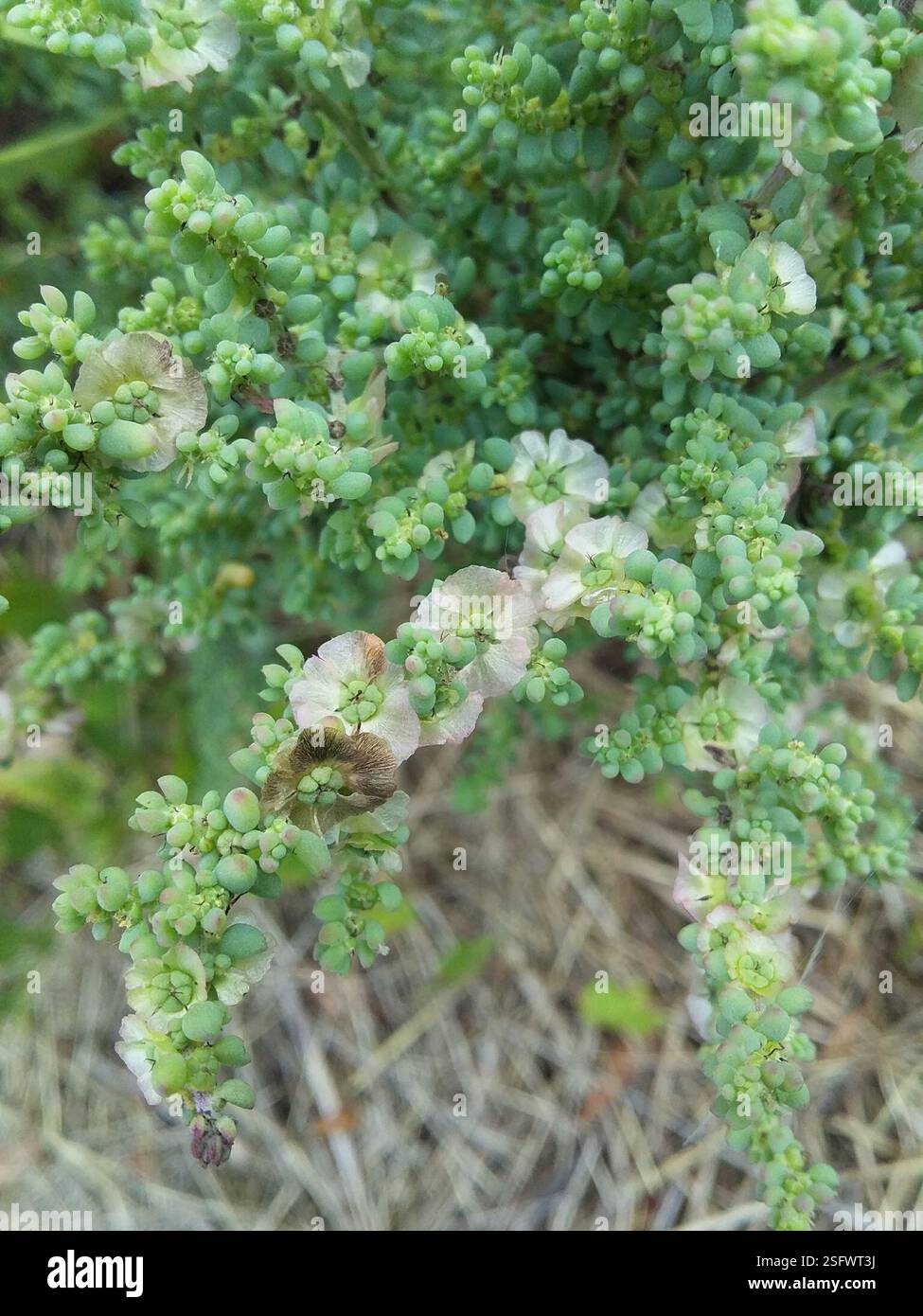 Short-leaf Bluebush (Maireana brevifolia), Plantae, Seaford Meadows SA ...