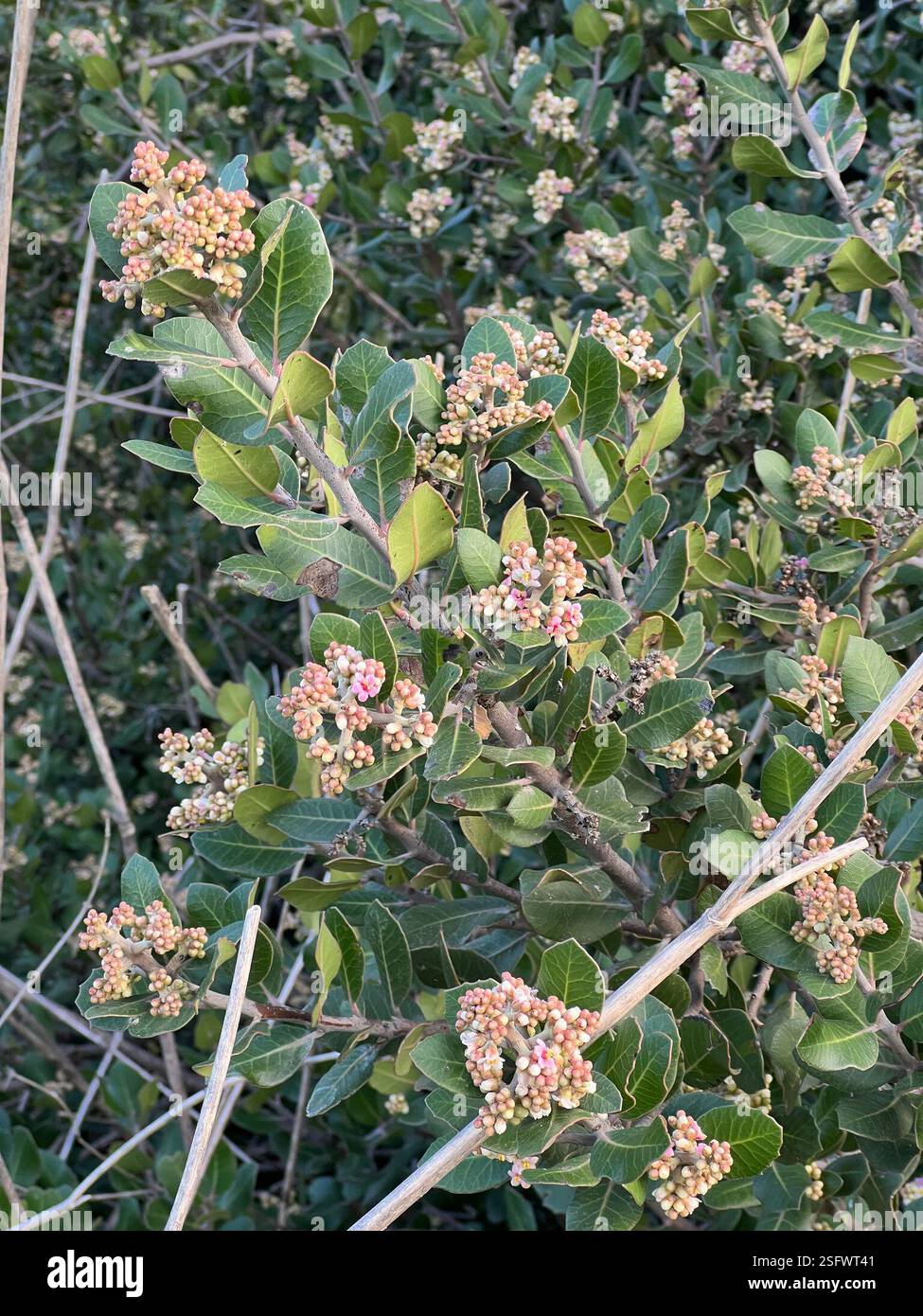 lemonade berry (Rhus integrifolia), Plantae, Chino Hills State Park ...