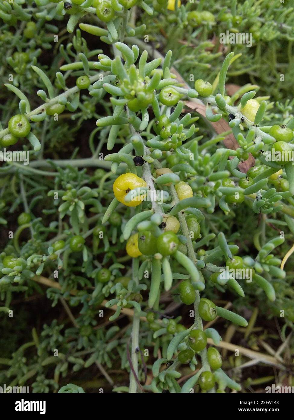 Barrier Saltbush (Enchylaena tomentosa), Plantae, Seaford Meadows SA ...