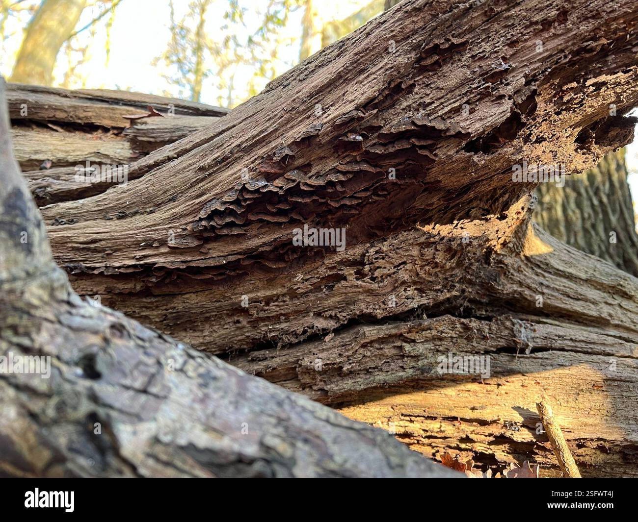 Oak Curtain Crust Fungus (Hymenochaete rubiginosa), Fungi, Muswell Hill ...