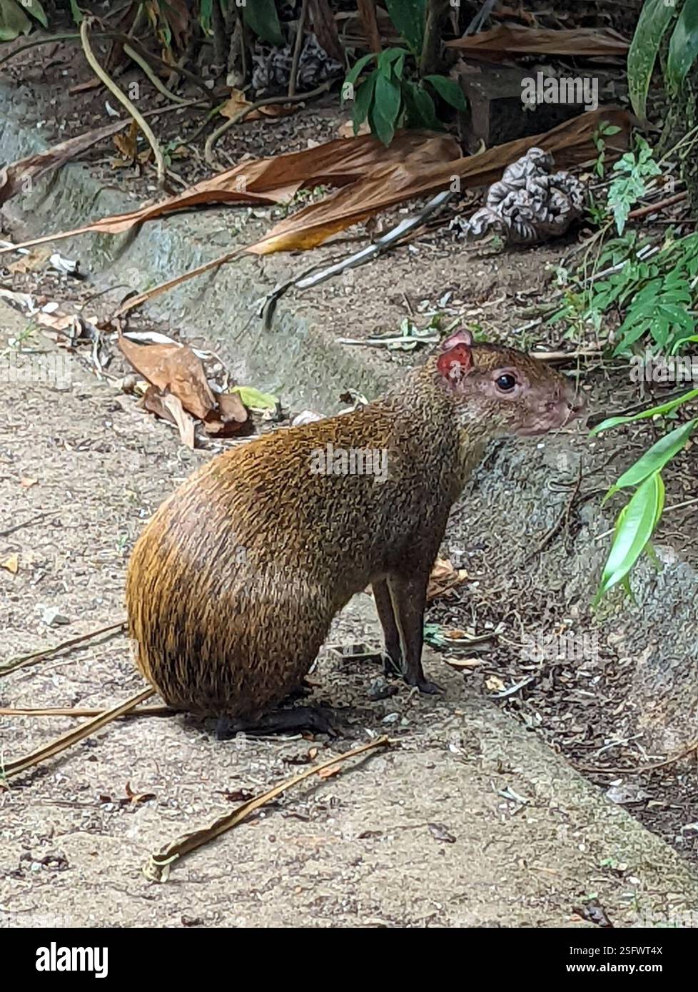 Central American Agouti (Dasyprocta punctata), Mammalia, Gamboa, Panama ...