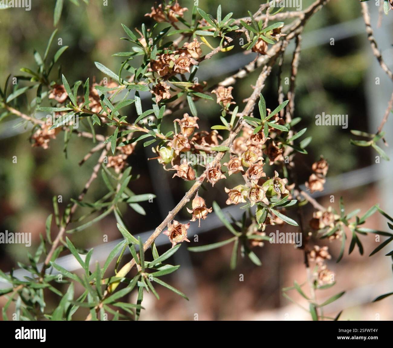 Yarra burgan (Kunzea leptospermoides), Plantae, Croydon VIC 3136 ...