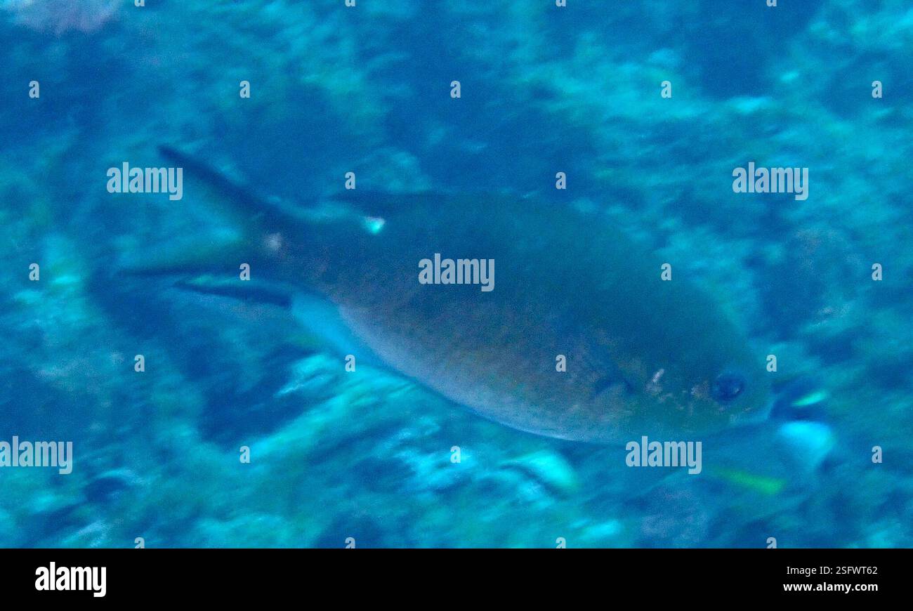 Brown Chromis (Azurina multilineata), Actinopterygii, São Vicente, Cape ...