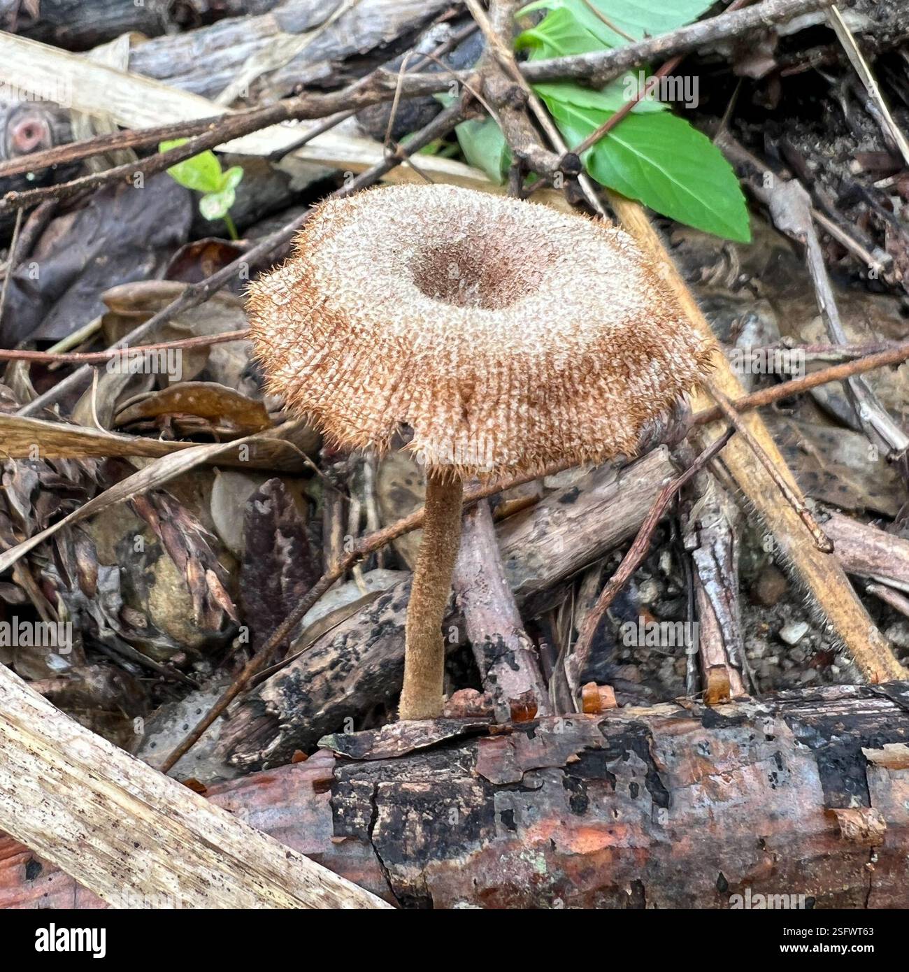 (Panus), Fungi, Cayo District, Belize Stock Photo - Alamy