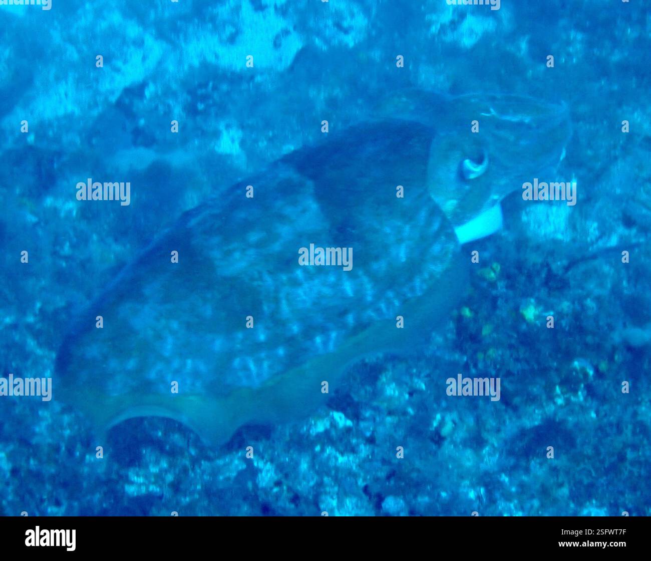 Giant African Cuttlefish (Sepia hierredda), Mollusca, São Vicente, Cape ...