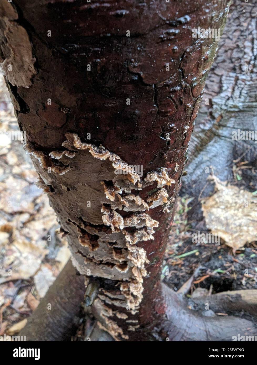 Bleeding Conifer Crust (Stereum sanguinolentum), Fungi, Vancouver, BC ...