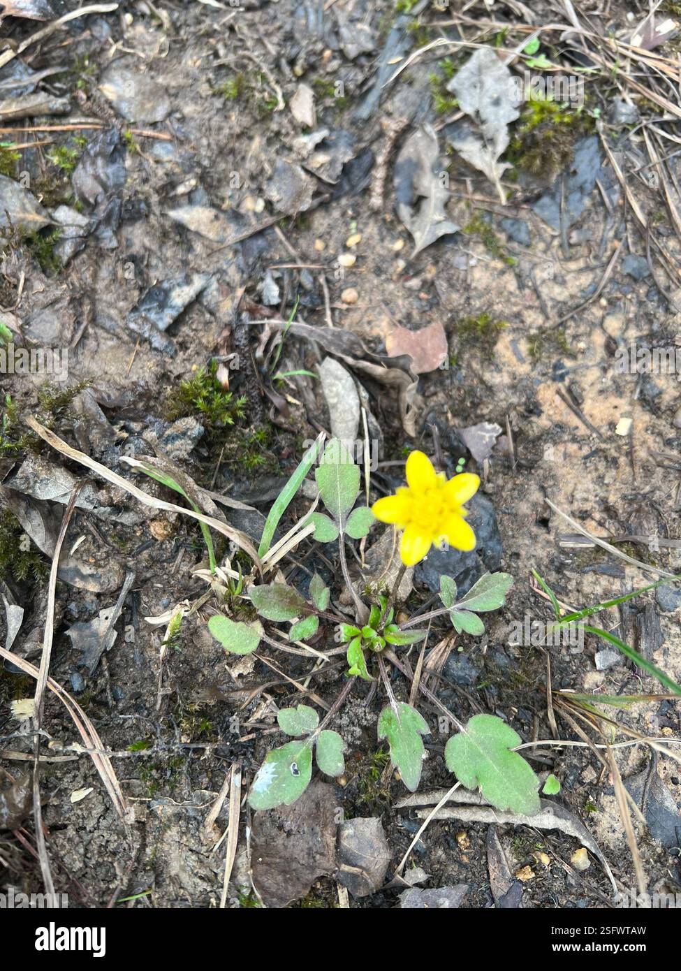 Early Buttercup (Ranunculus fascicularis), Plantae, Bienville National ...
