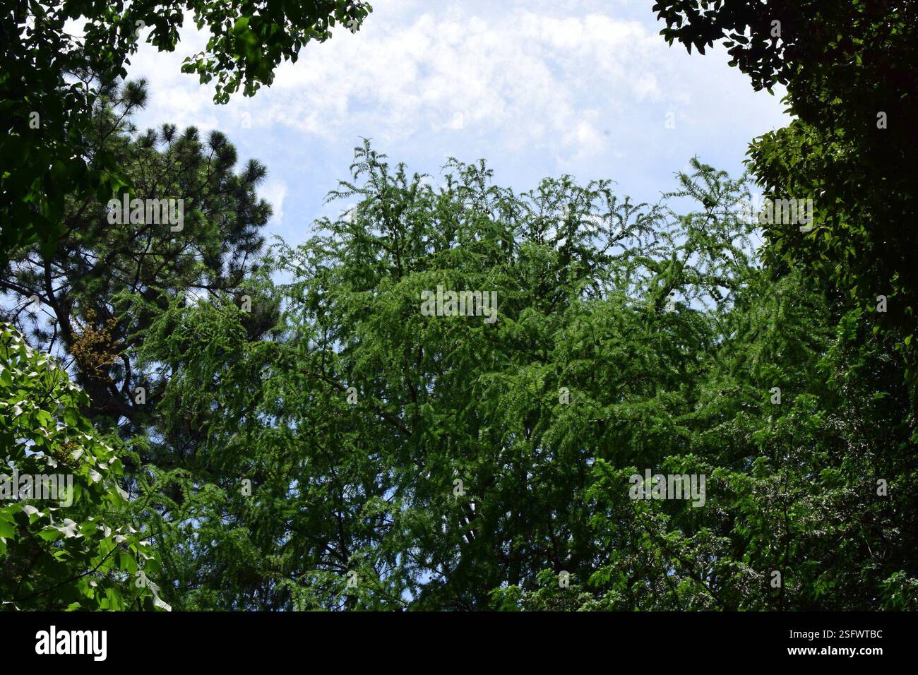 Chinese golden larch (Pseudolarix amabilis), Plantae, 中国浙江省杭州市西湖区 Stock ...