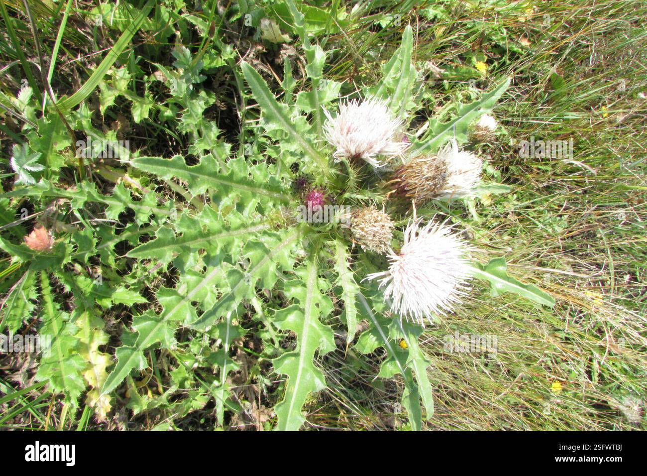 ground thistle (Cirsium esculentum), Plantae, Лопатинский р-н ...