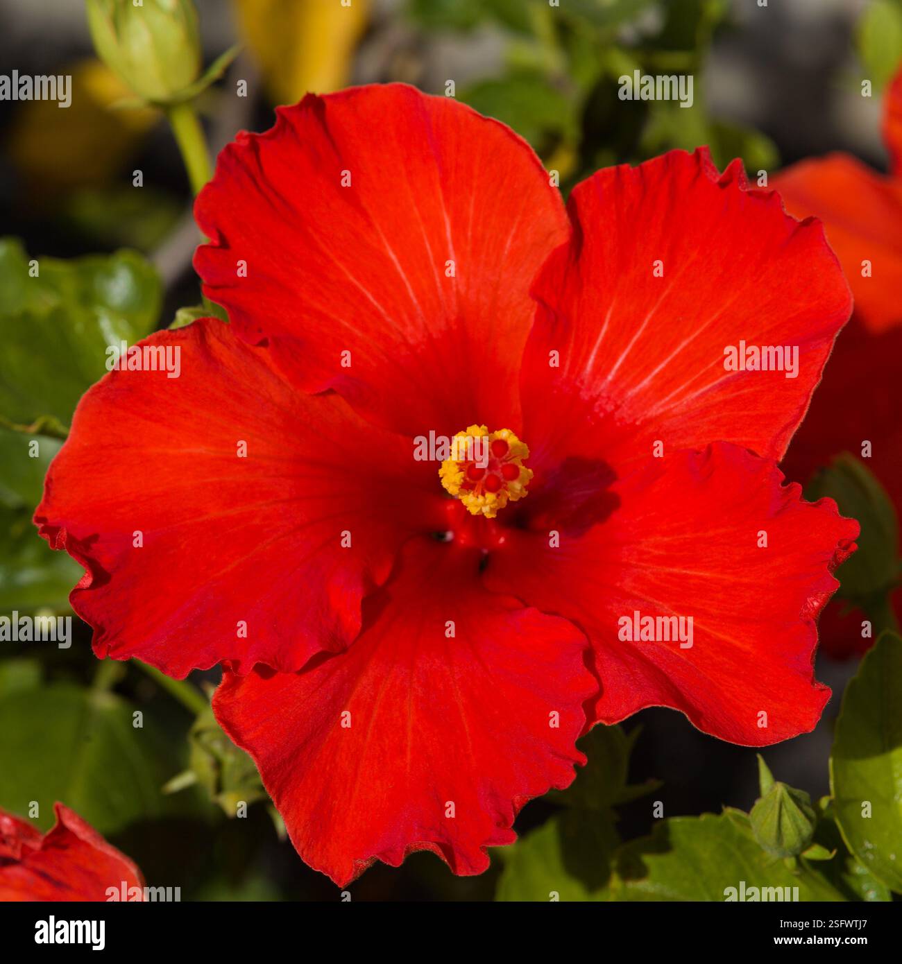 Beautiful deep red Hibiscus rosa-sinensis aka Chinese hibiscus isolated ...