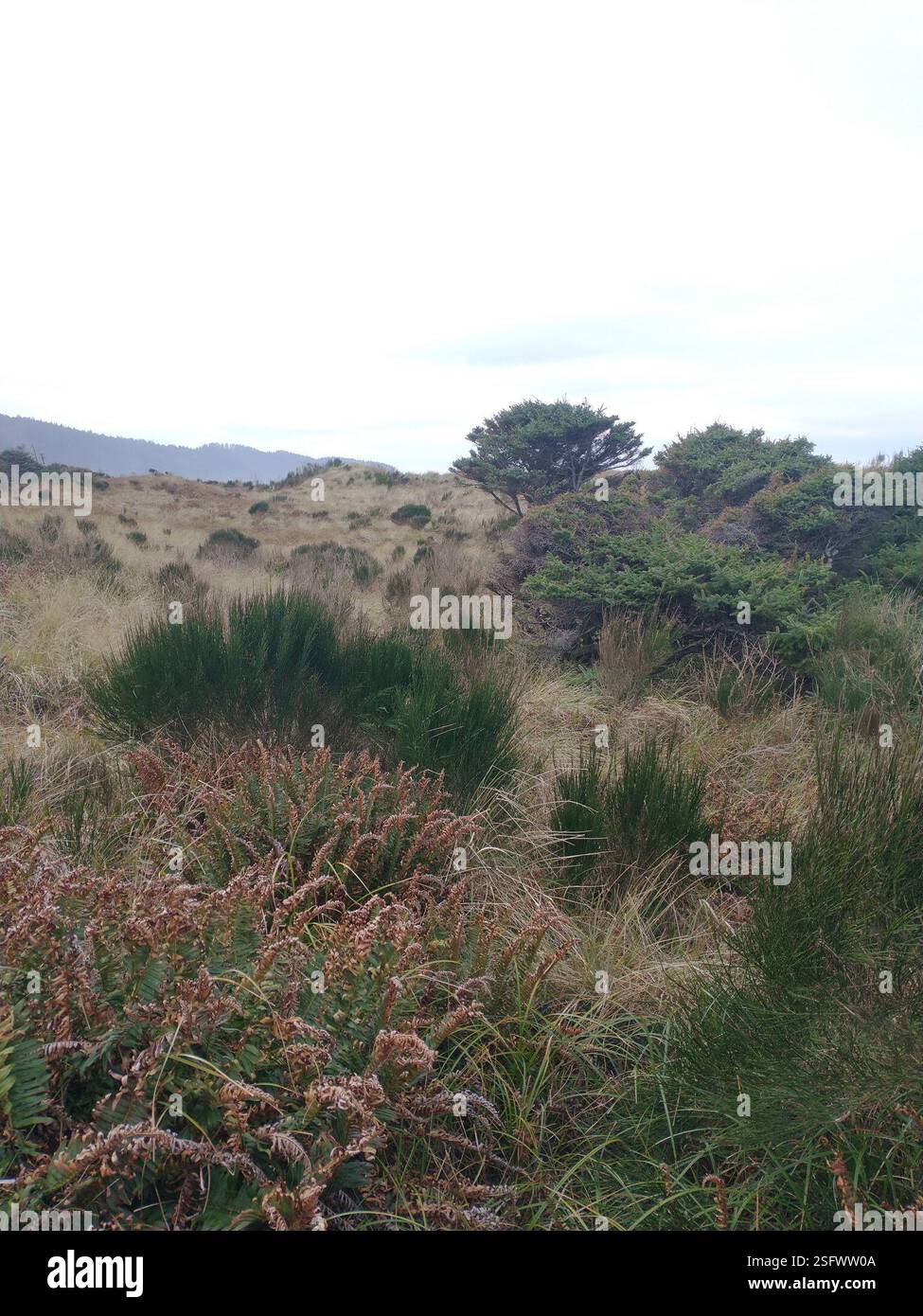 western sword fern (Polystichum munitum), Plantae, Tillamook, OR 97141 ...