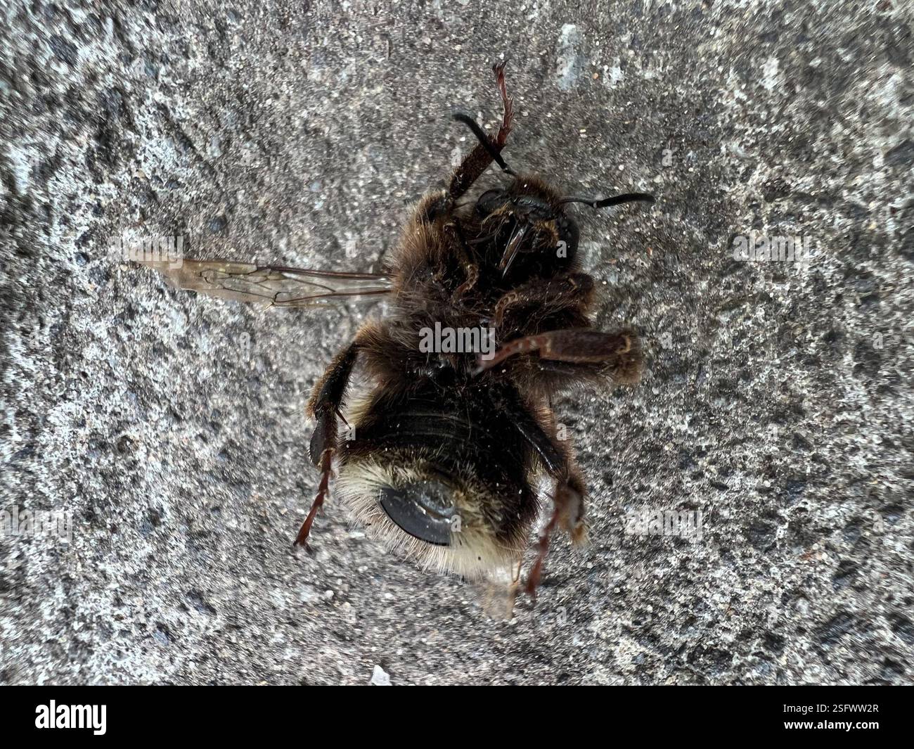 Buff-tailed Bumble Bee (Bombus terrestris), Insecta, Tasmania, Battery ...