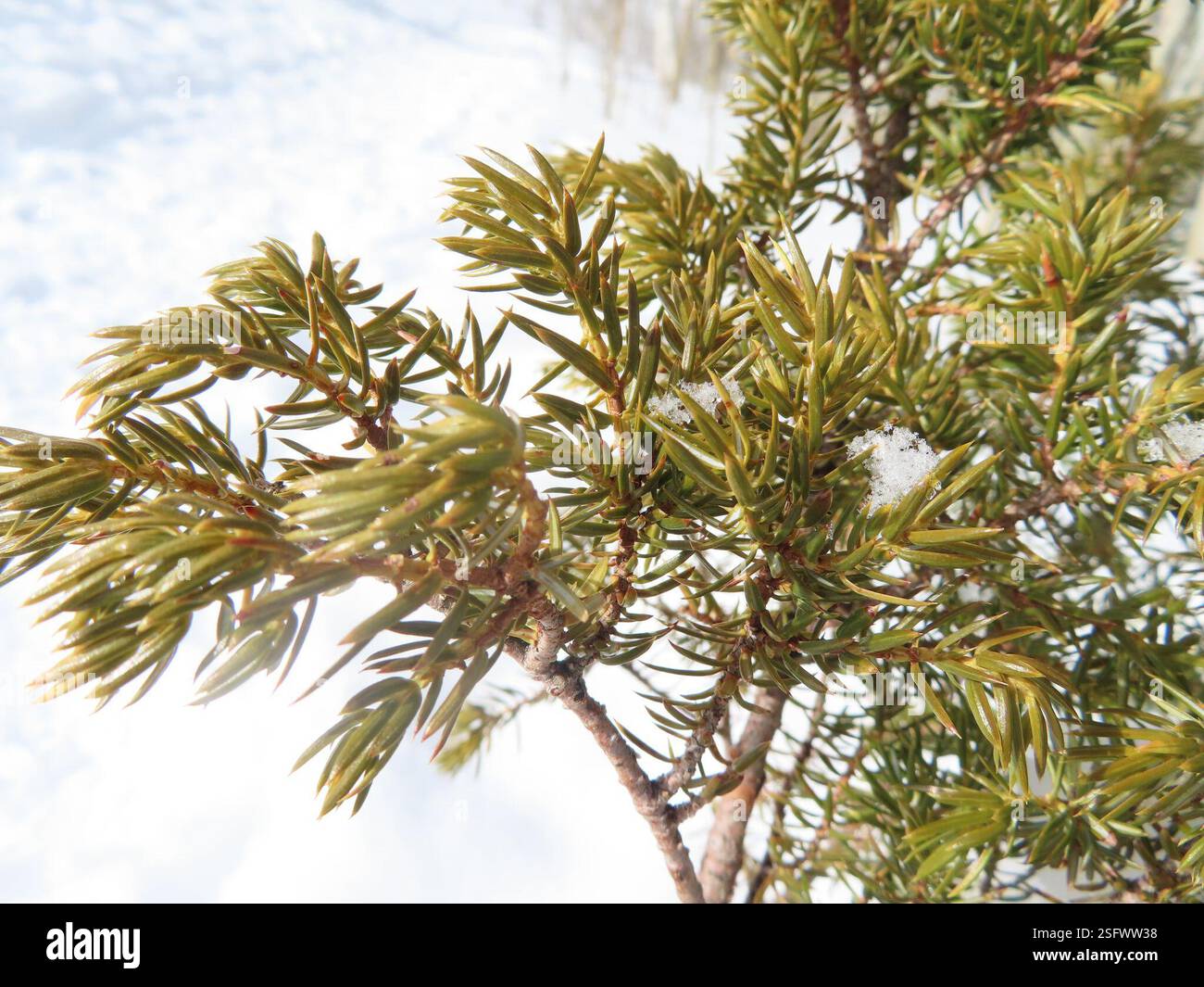 common juniper (Juniperus communis), Plantae, Summit, Colorado, United ...