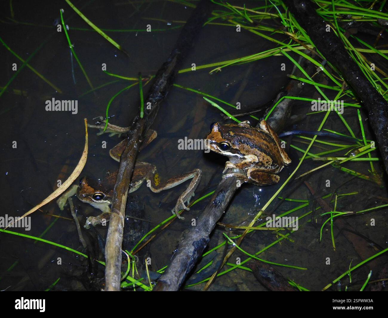Brown Tree Frog (Litoria ewingii), Amphibia, Hobart TAS, Australia ...
