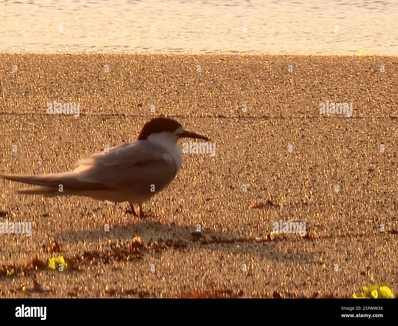 New Zealand White-fronted Tern (Sterna striata striata), Aves, West ...