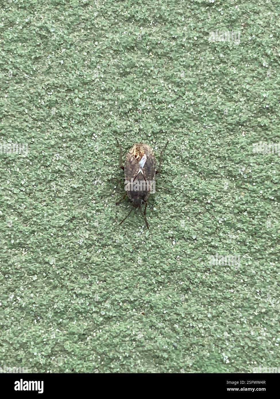 sand bug (Emblethis vicarius), Insecta, State Street Playground Picnic ...