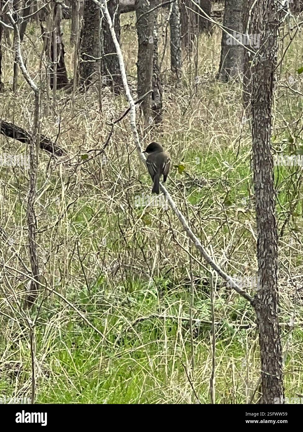 Eastern Phoebe (Sayornis phoebe), Aves, Thaxton Rd, Austin, TX, US ...