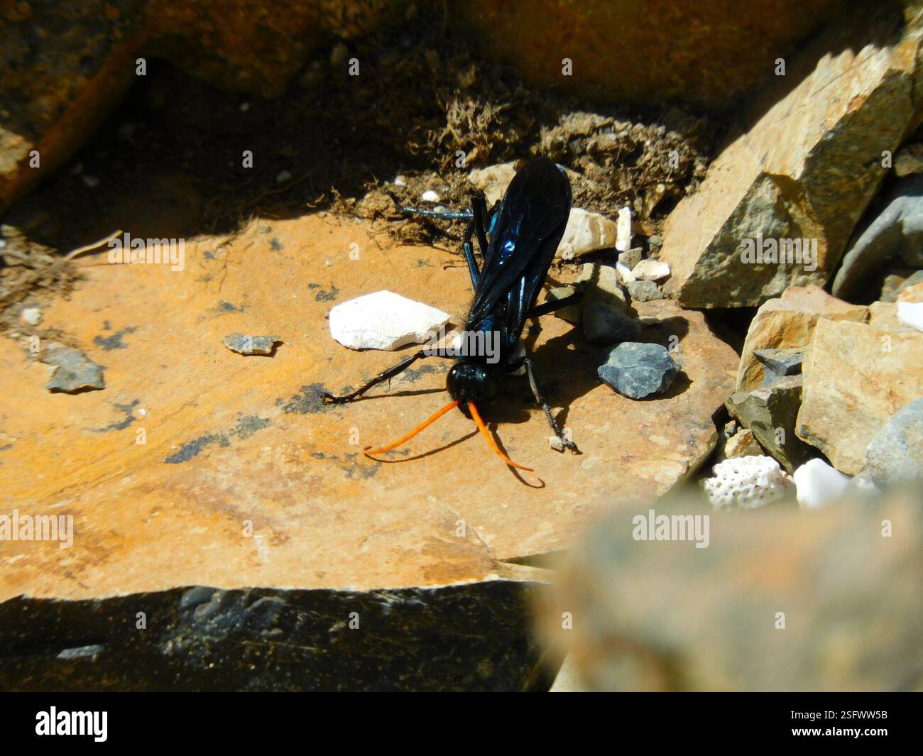 New World Tarantula-hawk Wasps (Pepsis), Insecta, La Ligua, Valparaíso ...