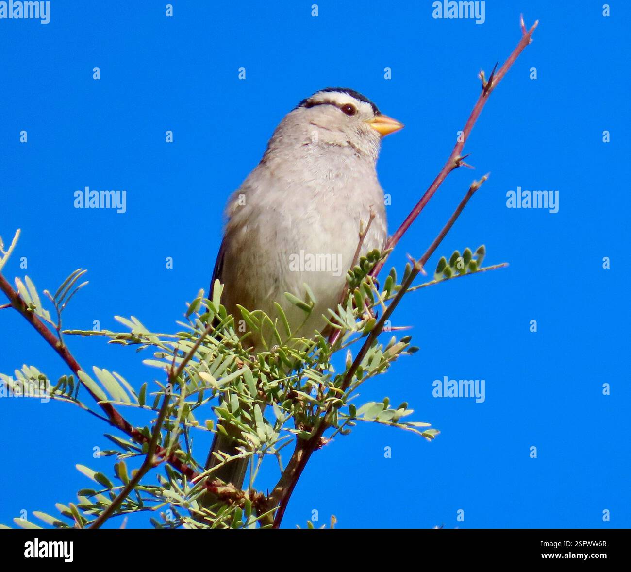 White-crowned Sparrow (Zonotrichia leucophrys), Aves, Thousand Palms ...