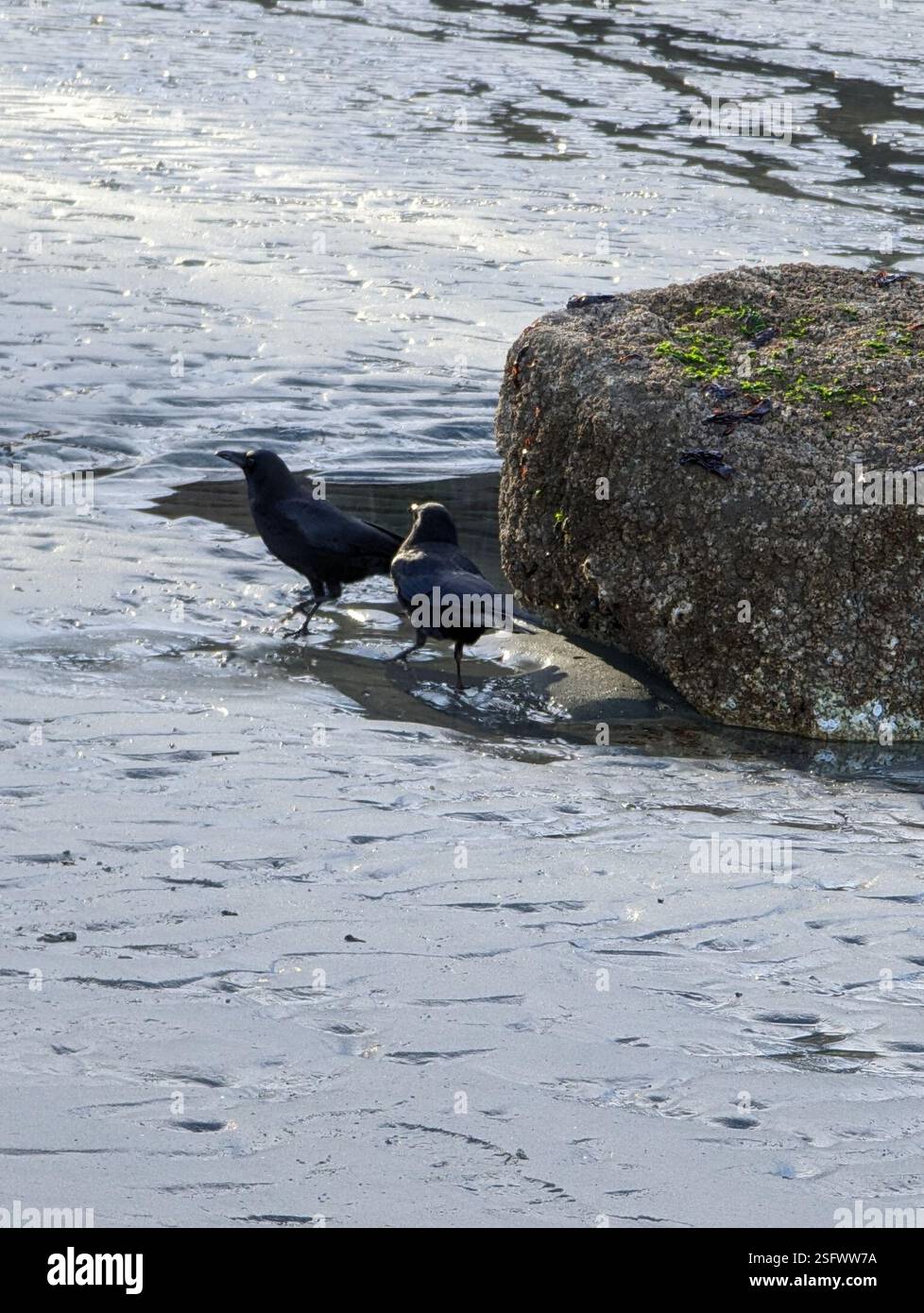 American Crow (Corvus brachyrhynchos), Aves, Saanich, BC, Canada Stock ...