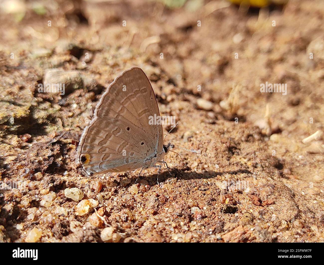 Forget-me-not (Catochrysops strabo), Insecta, Balaramapuram, Kerala ...