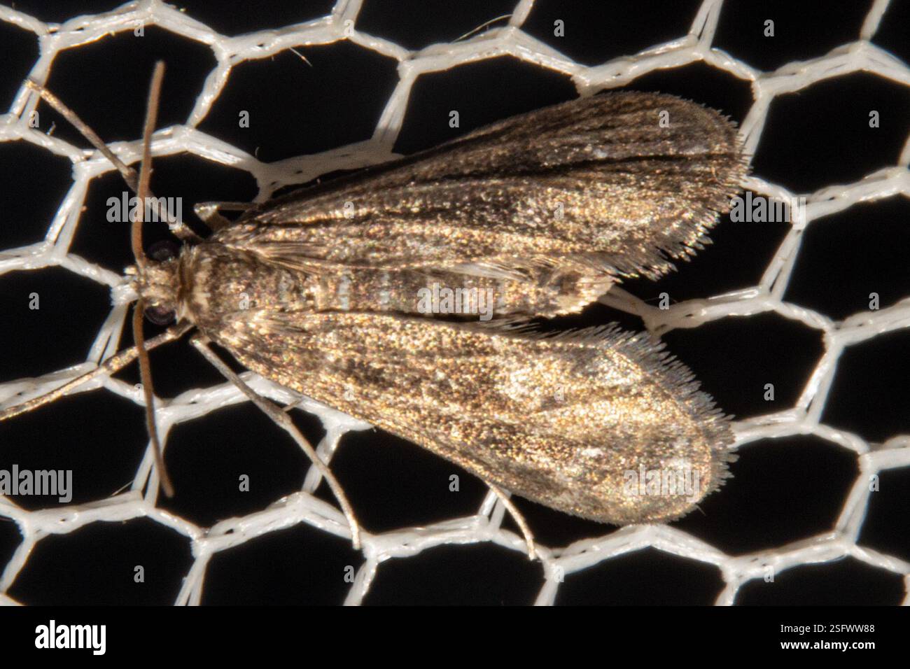 Pond moth (Hygraula nitens), Insecta, Dunrobin, New Zealand Stock Photo ...