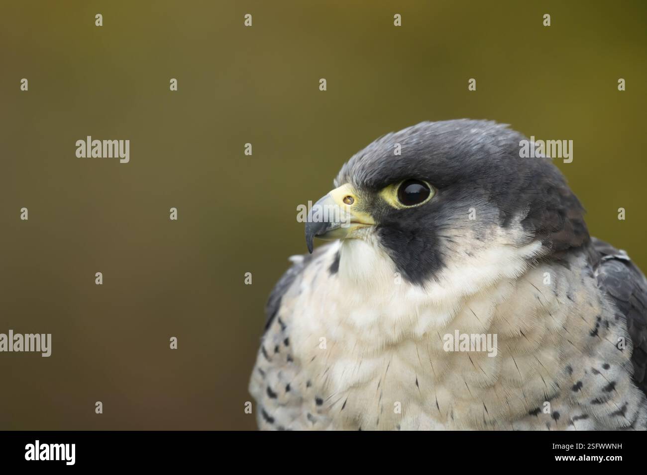 Peregrine falcon (Falco peregrinus) adult bird of prey head portrait ...