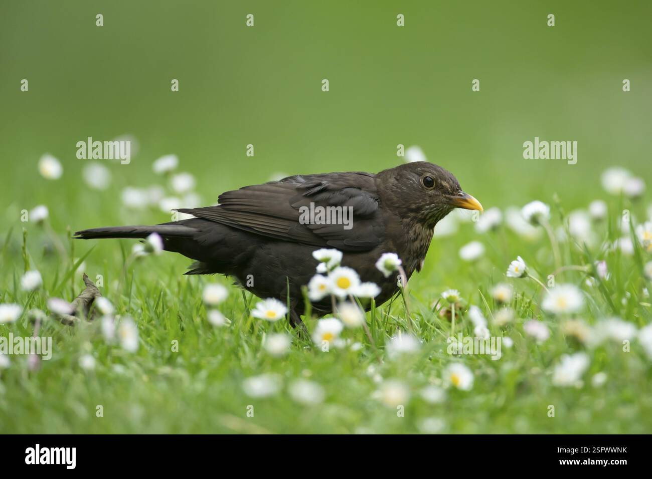 Common or Eurasian blackbird (Turdus merula) adult female bird on a ...