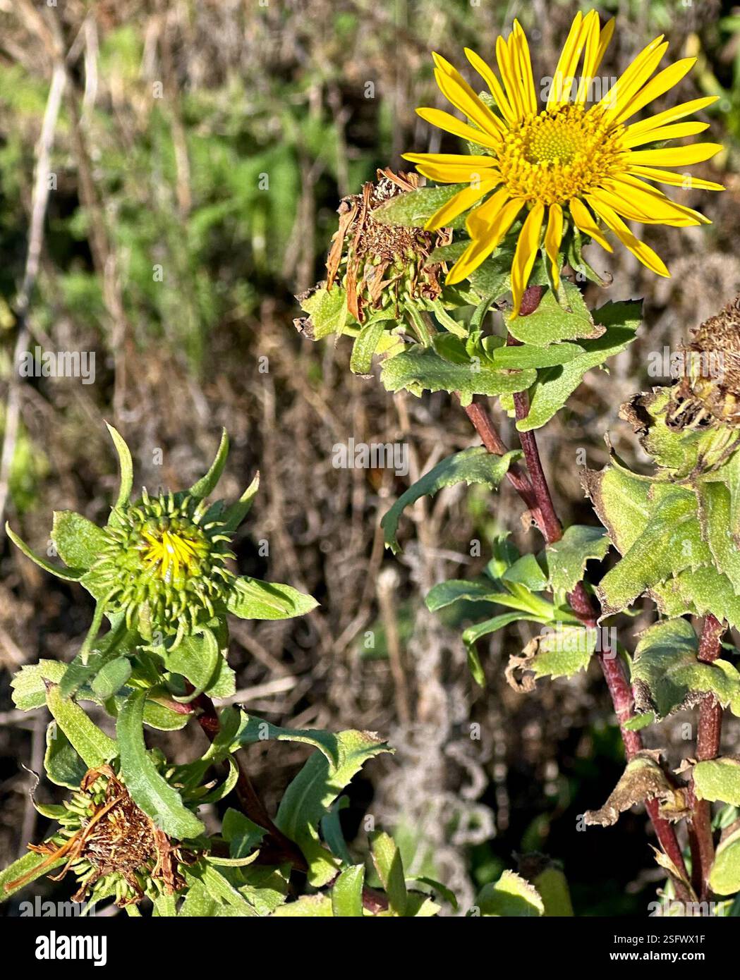 Oregon Gumplant (Grindelia stricta), Plantae, Pescadero Marsh Natural ...