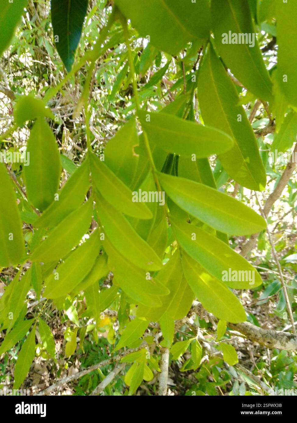 (Matayba elaeagnoides), Plantae, 37000 Departamento de Cerro Largo ...