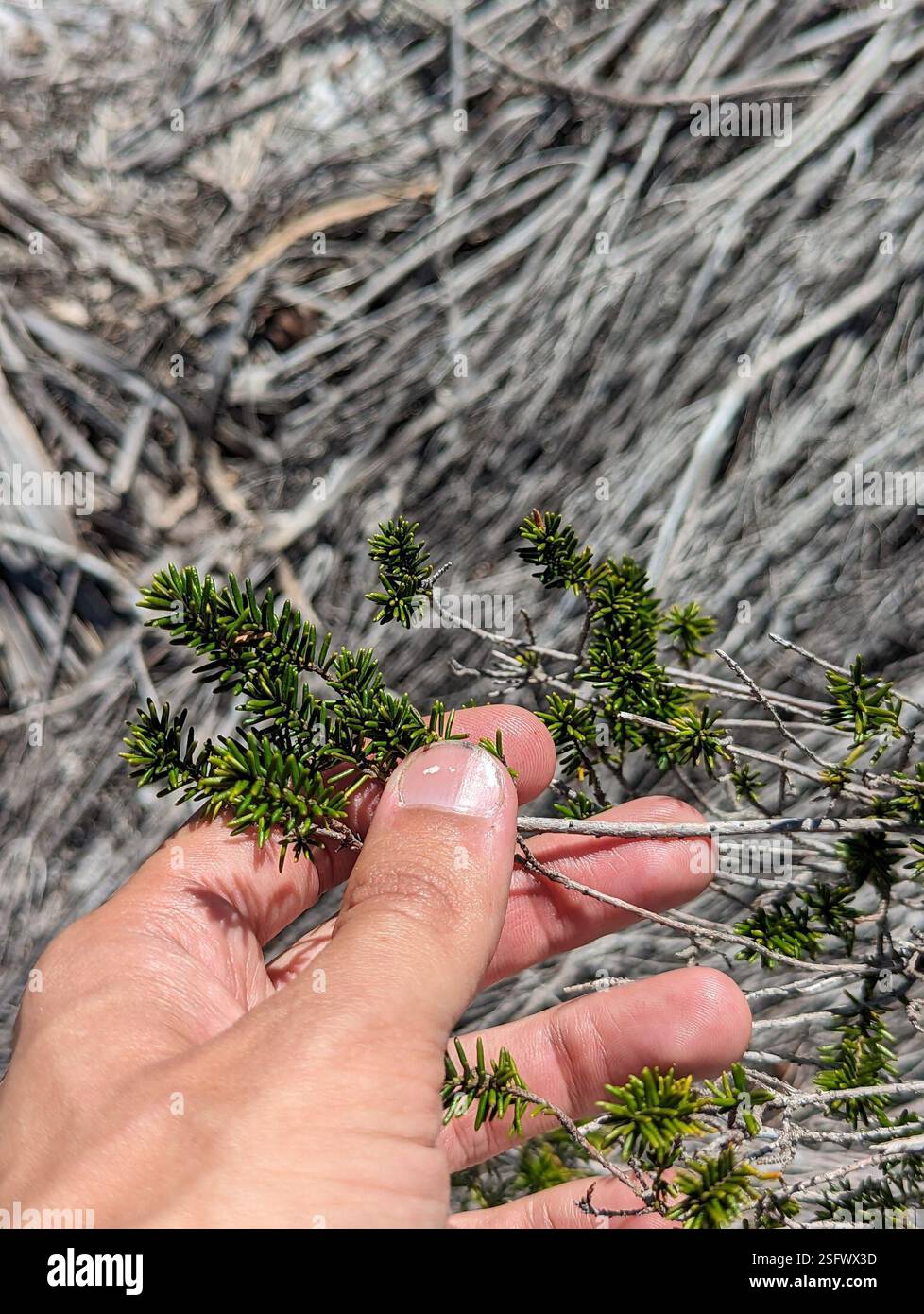 Florida rosemary (Ceratiola ericoides), Plantae, New Smyrna Beach, FL ...