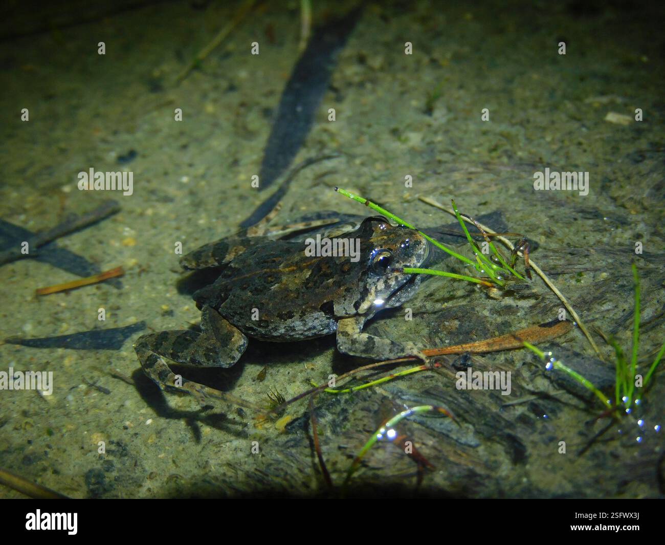Common Eastern Froglet (Crinia signifera), Amphibia, Hobart TAS ...