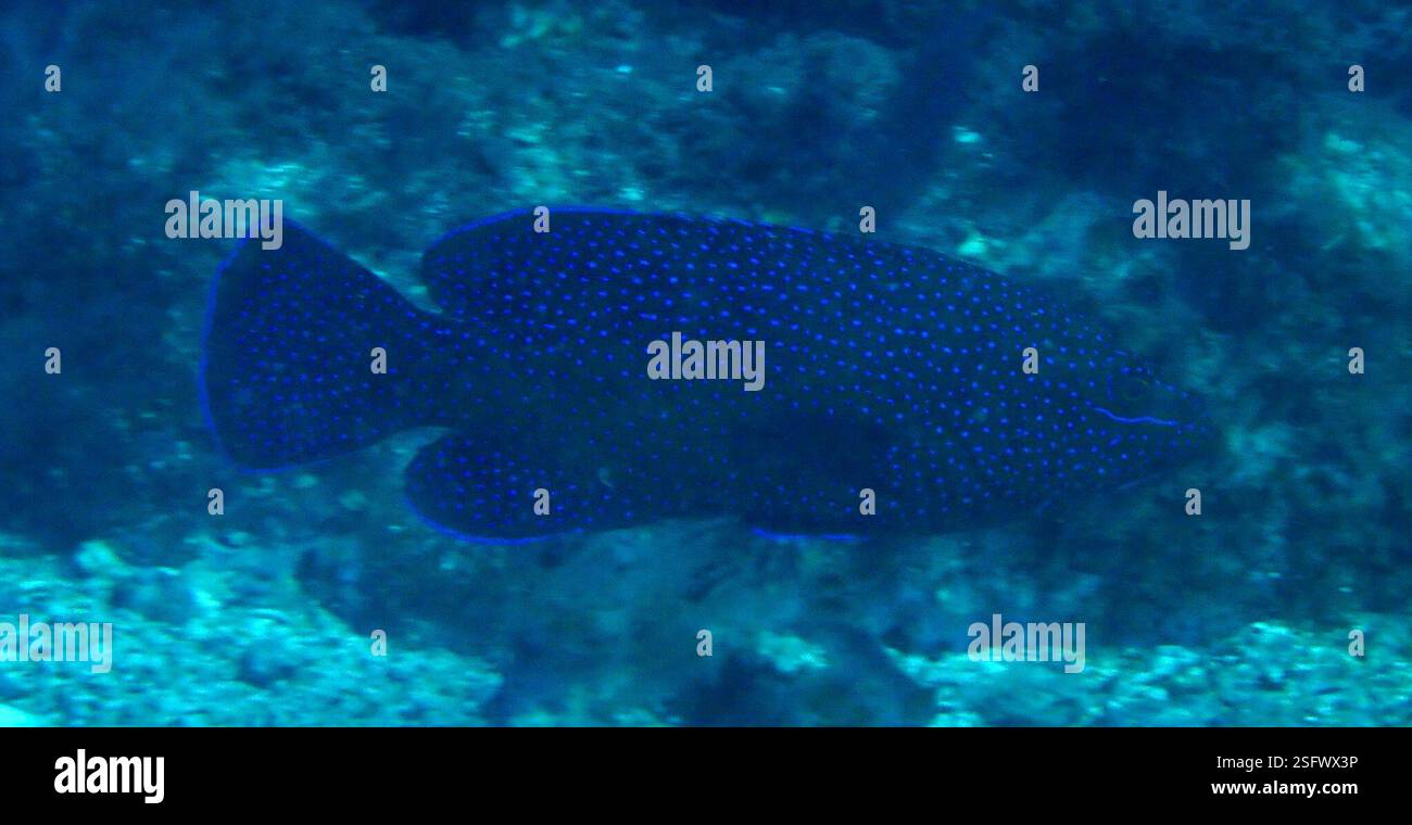 African Hind (Cephalopholis taeniops), Actinopterygii, Baía da ...