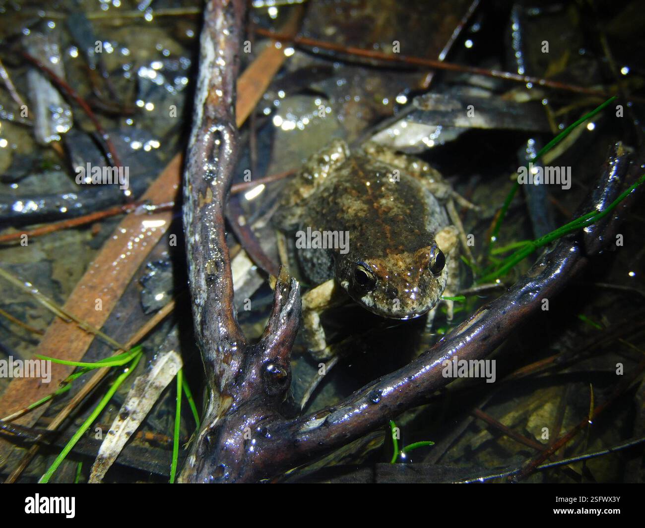 Common Eastern Froglet (Crinia signifera), Amphibia, Hobart TAS ...