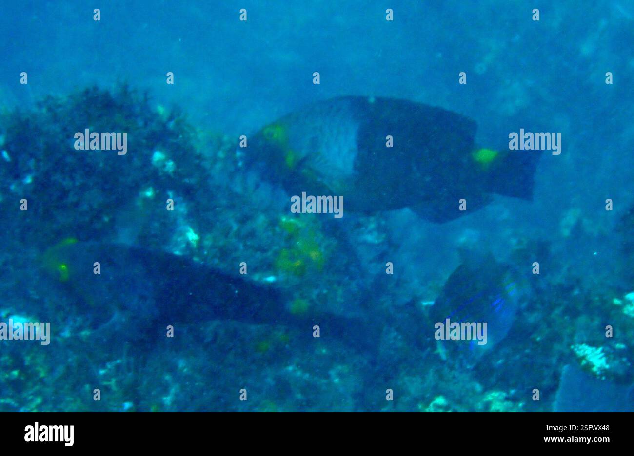 European Parrotfish (Sparisoma cretense), Actinopterygii, Baía da ...