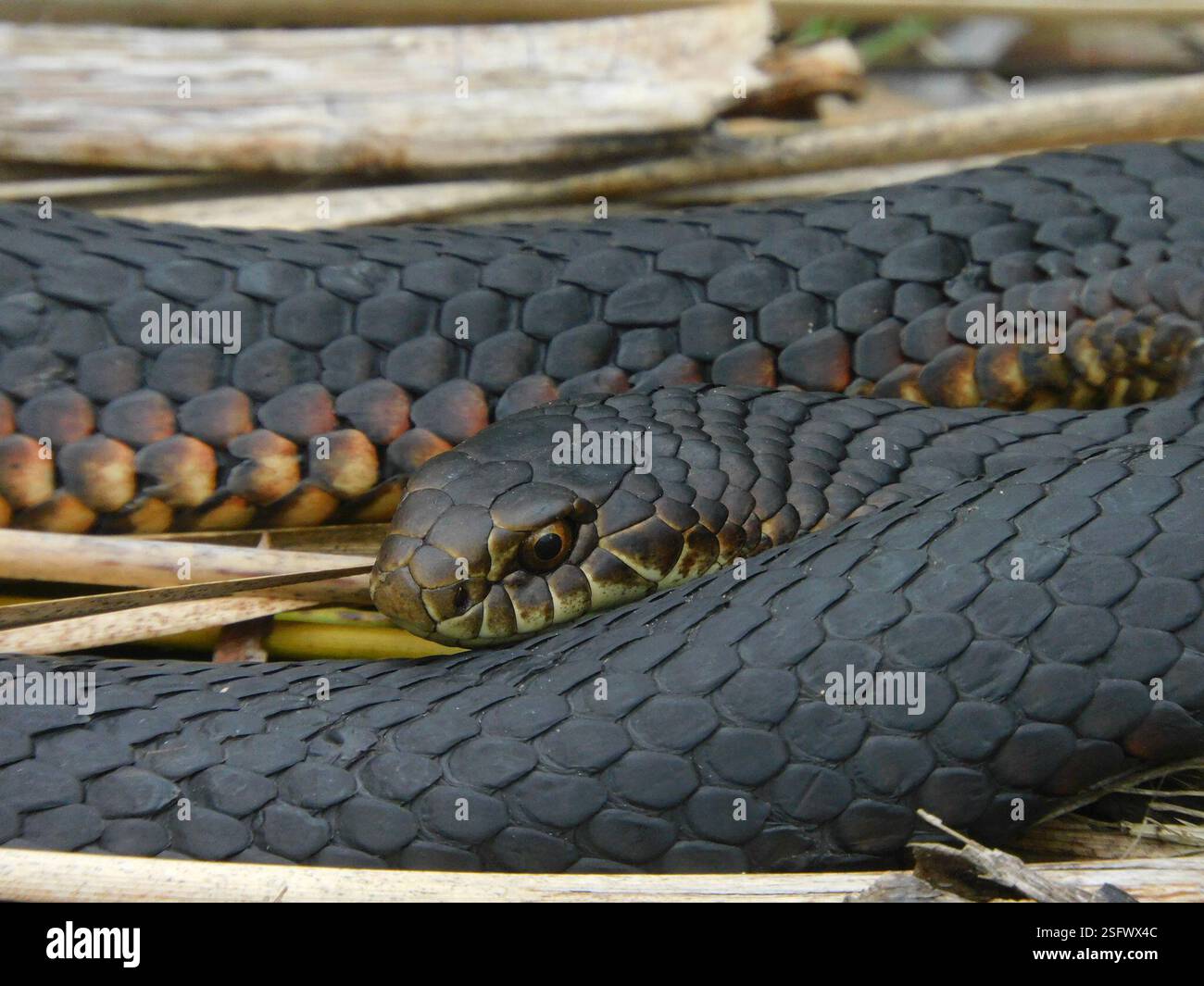 Lowlands Copperhead (Austrelaps superbus), Reptilia, Hobart TAS ...