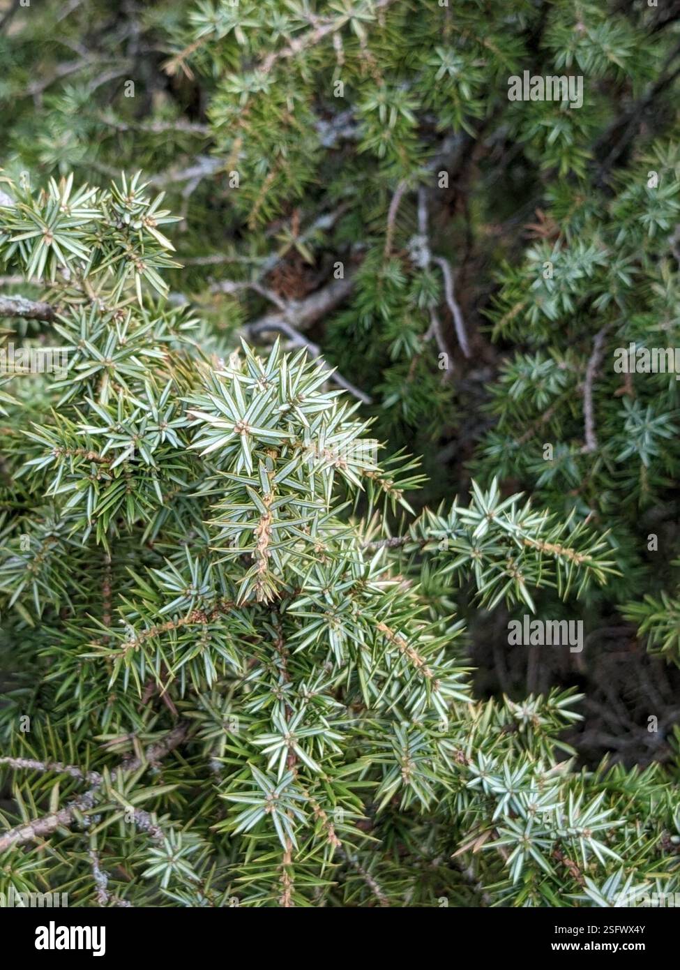 common juniper (Juniperus communis), Plantae, 21350 Vitteaux, France ...