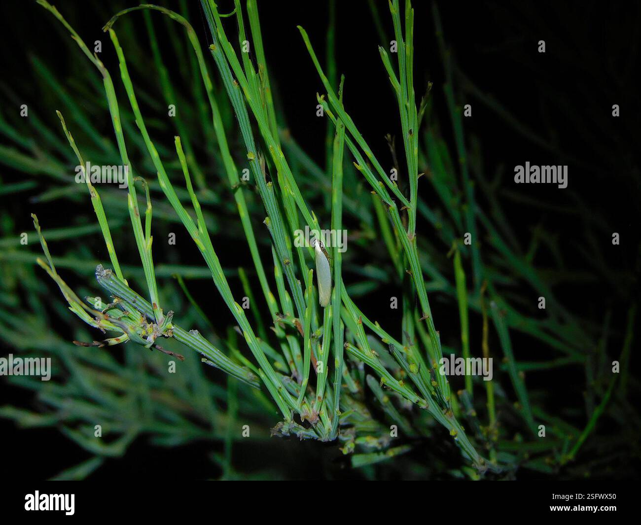 (Eochrois callianassa), Insecta, Hobart TAS, Australia Stock Photo - Alamy