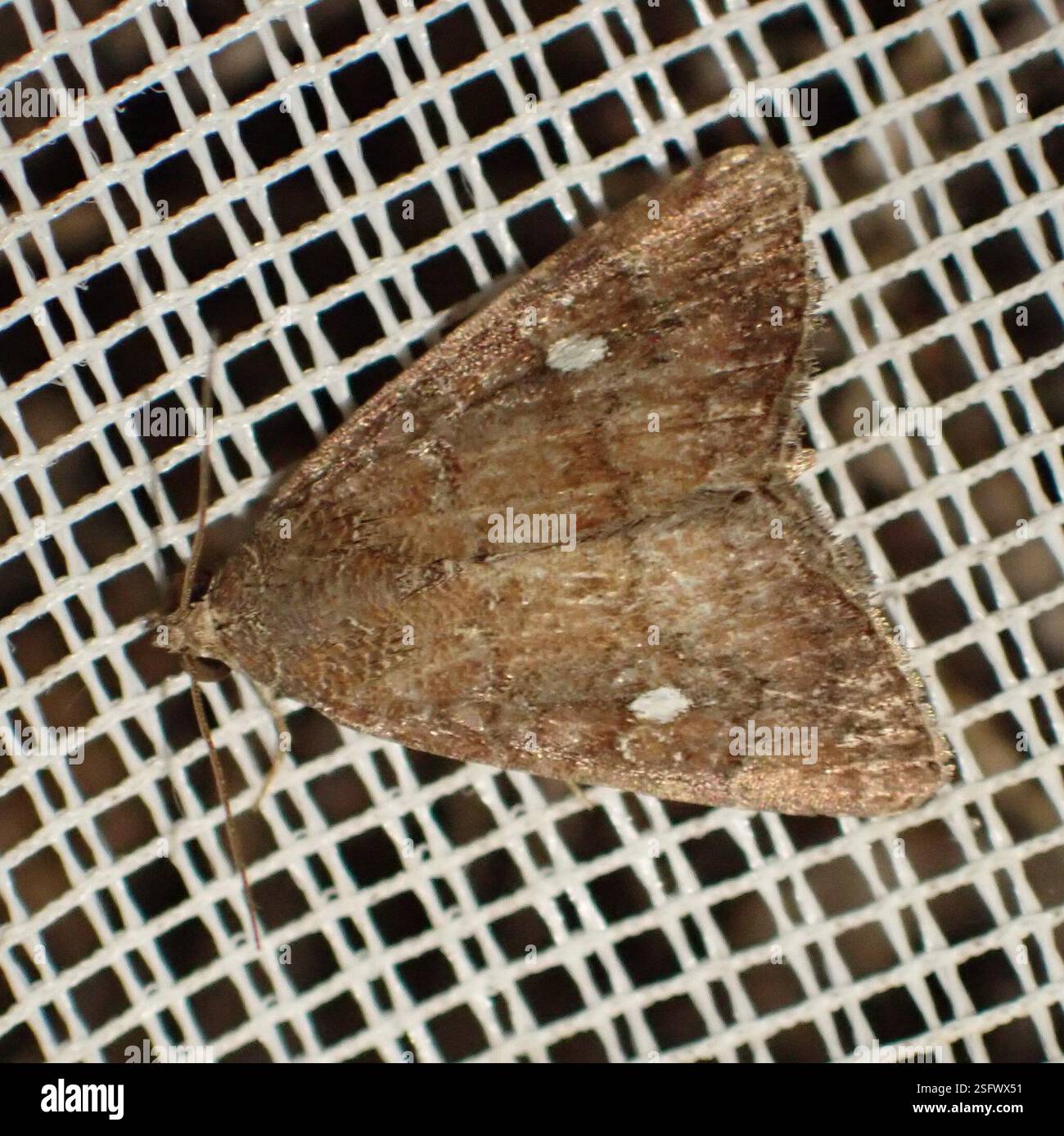 Oriental Eight-spot (Amyna axis), Insecta, Santo Antão, Cape Verde, CV ...