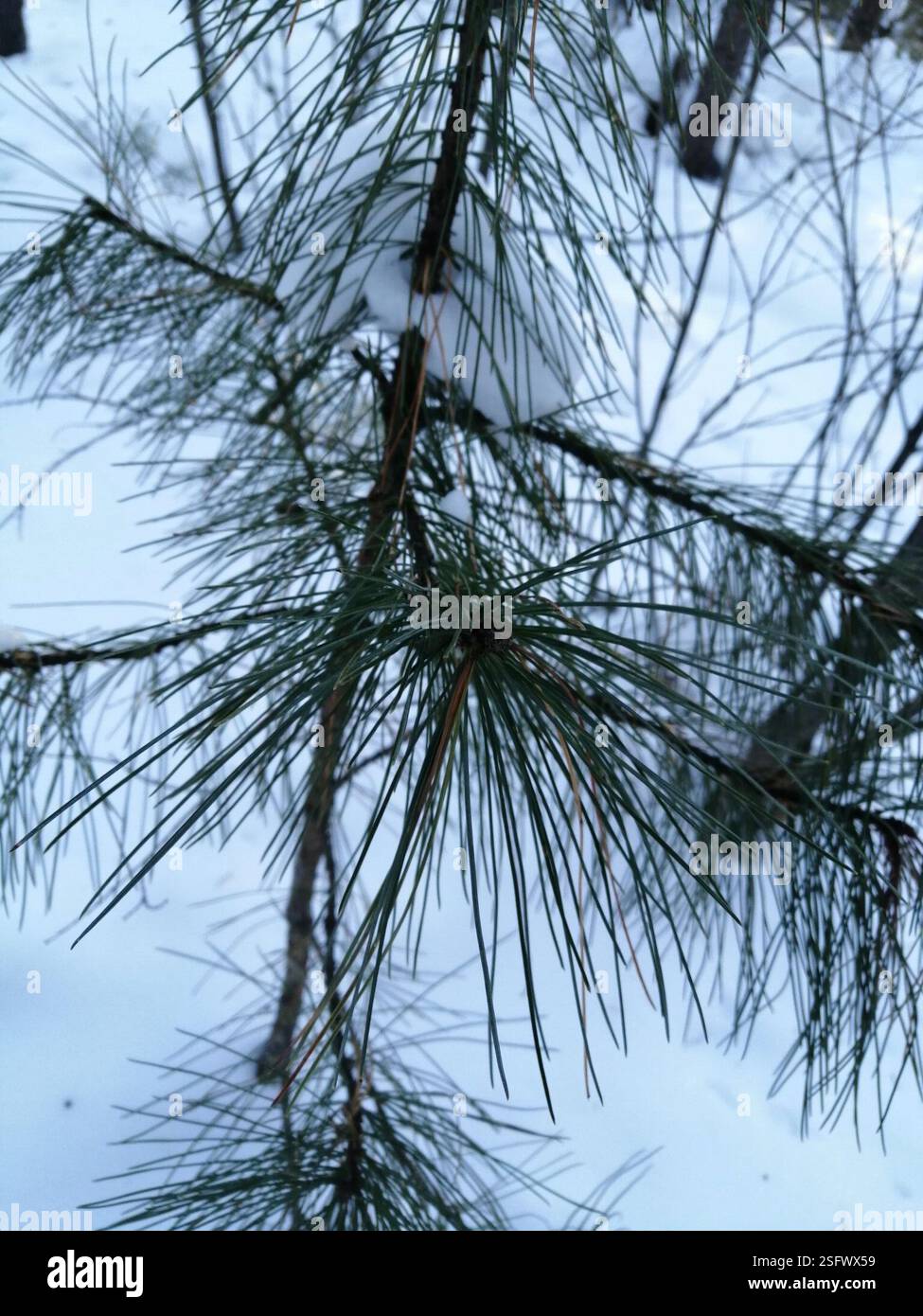 Siberian pine (Pinus sibirica), Plantae, Иркутская обл., Россия, 665490 ...