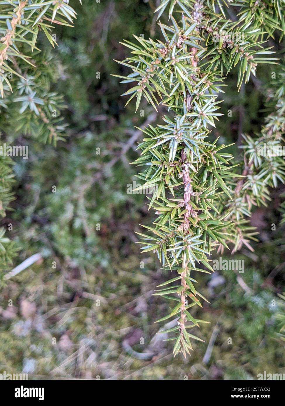 common juniper (Juniperus communis), Plantae, 21350 Vitteaux, France ...