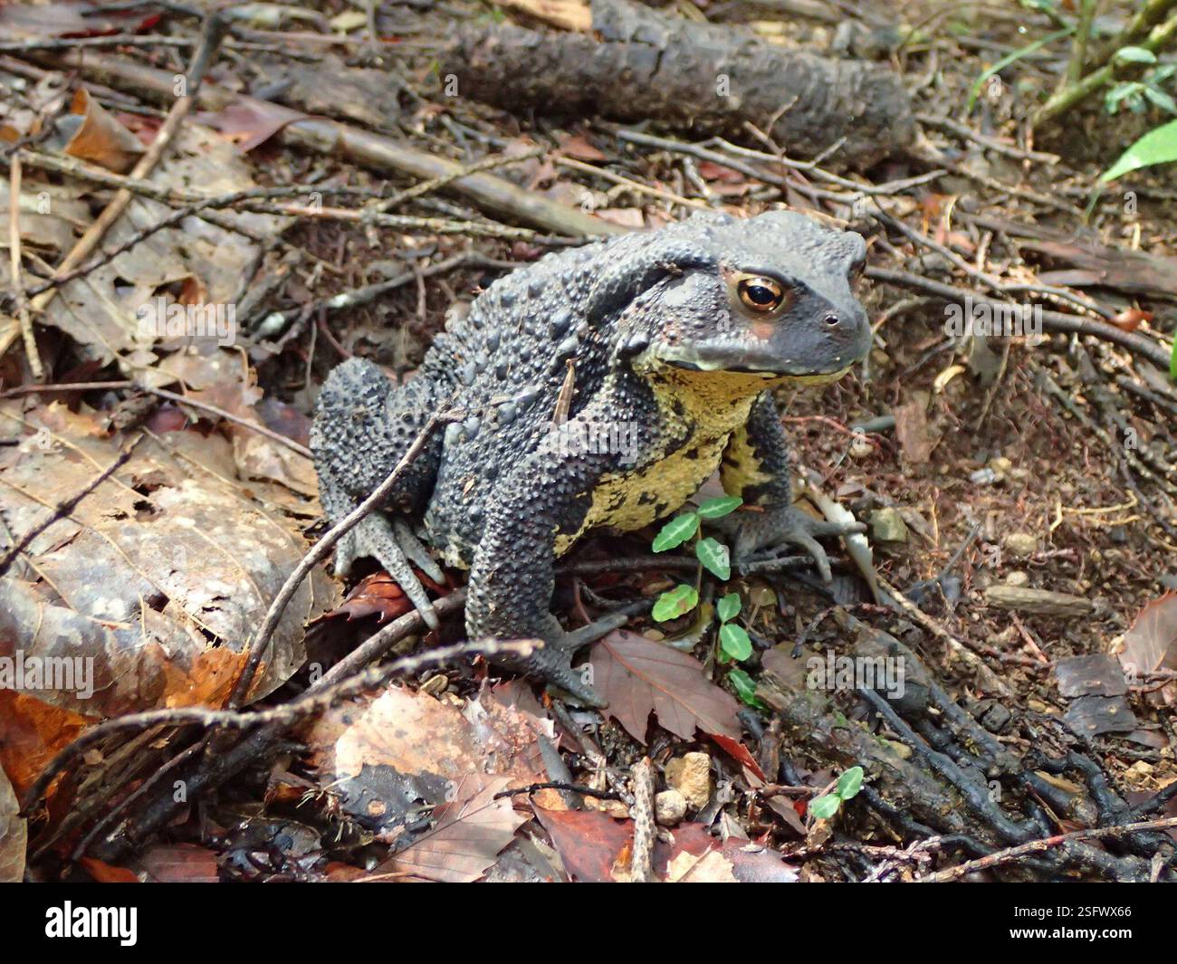 Eastern-Japanese Common Toad (Bufo formosus), Amphibia, Japan Stock ...