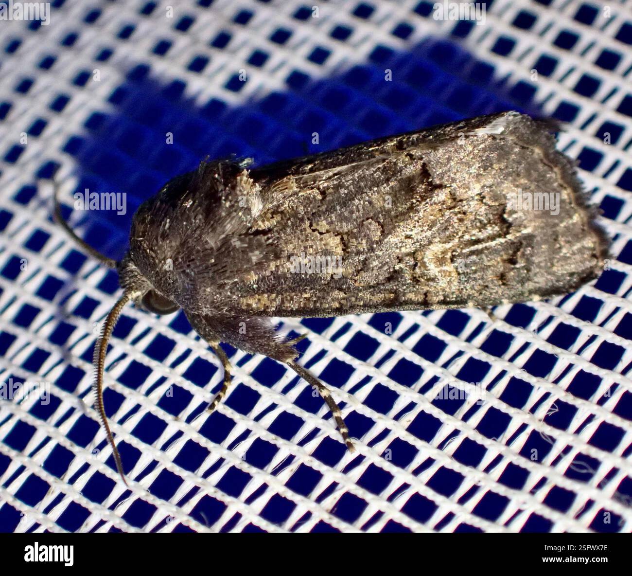 Cutworms and Dart Moths (Noctuinae), Insecta, Santo Antão, Cape Verde ...