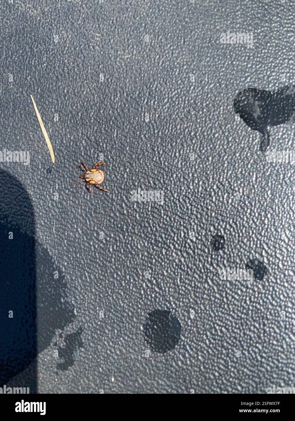 South African Bont Tick (Amblyomma hebraeum), Arachnida, University of ...