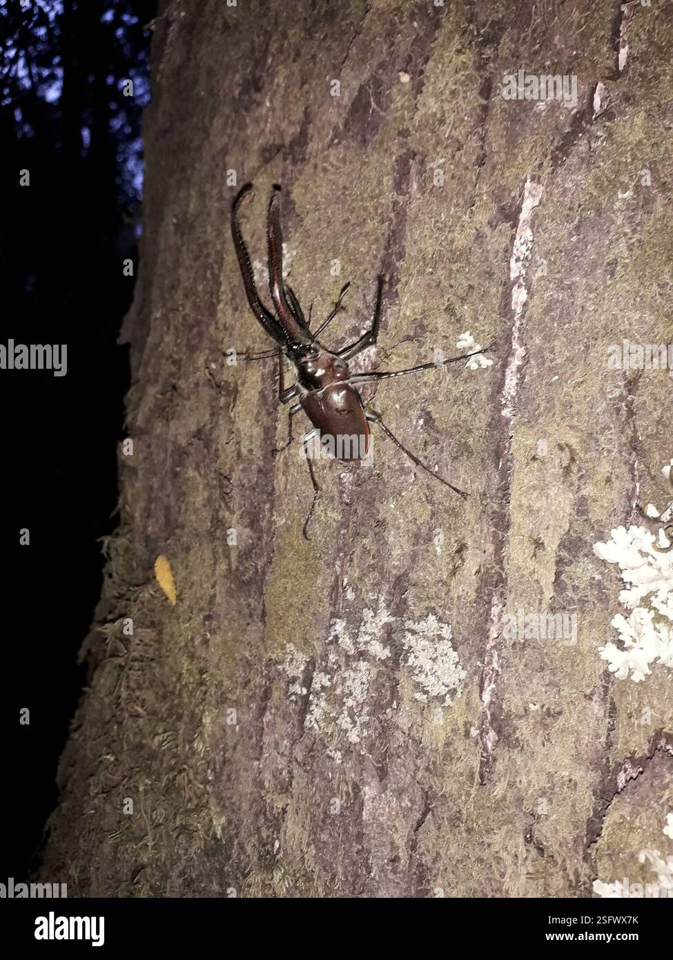 Chilean Stag Beetle (Chiasognathus grantii), Insecta, Пукон, Араукания ...