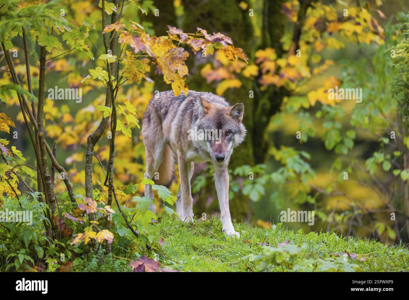 An adult male eurasian gray wolf (Canis lupus lupus) runs on hilly ...
