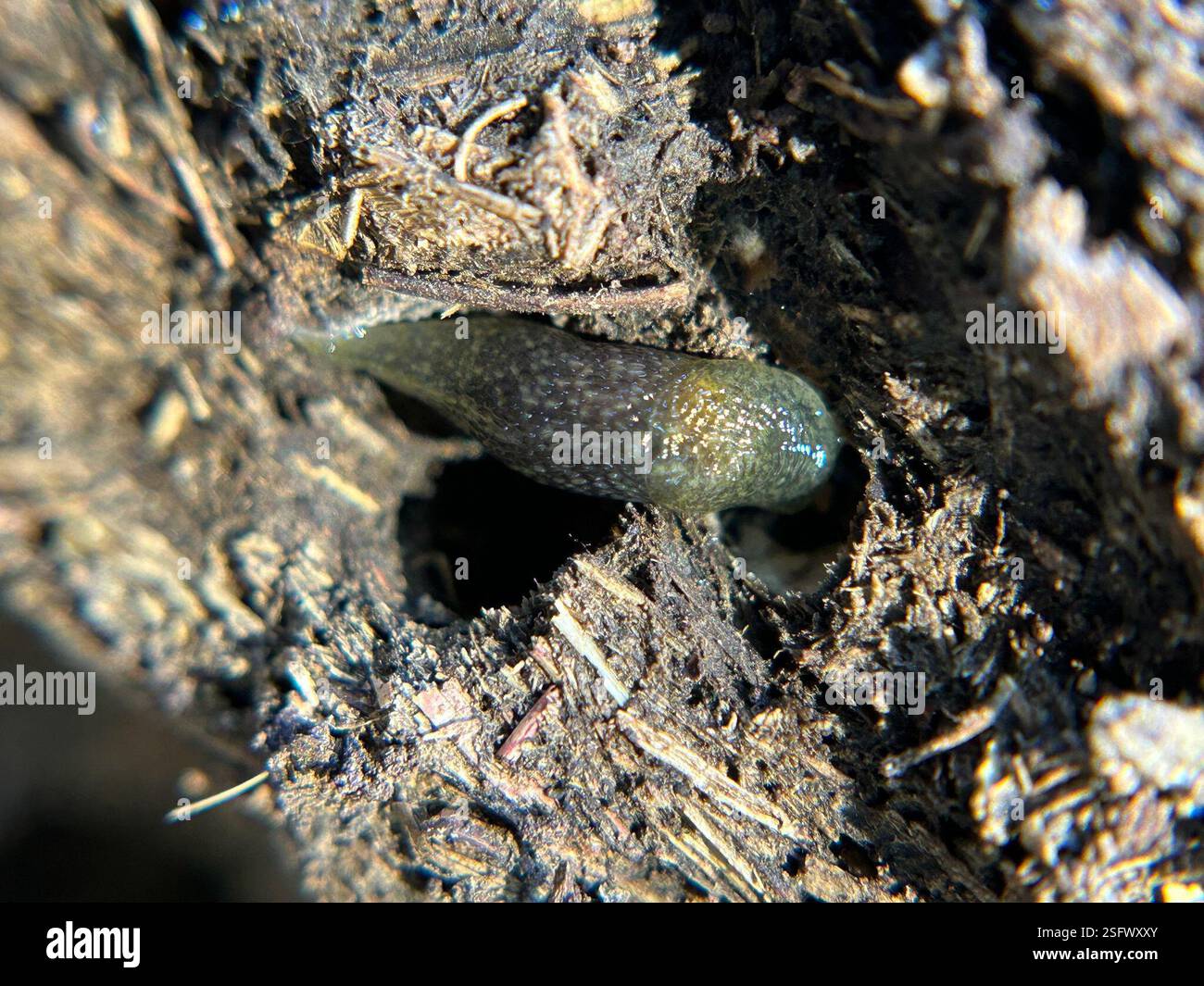 Yellow Cellar Slug (Limacus flavus), Mollusca, Broderson Ave, Los Osos ...
